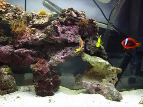55 gallon reef + 55 gallon predator Trigger Yellow Tang Wrasse Midas ...