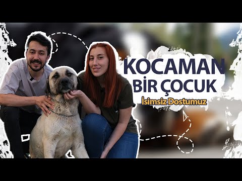 Köpeğimin bacağı kırıldı. Operasyon olması gerekiyormuş :( #vetlife #köpek #cerrahi #vetco #vet