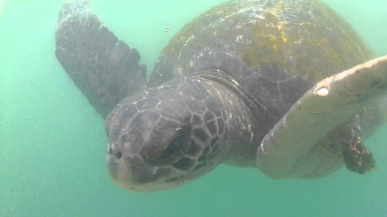 Swimming with sea turtles in Mancora, Peru - YouTube