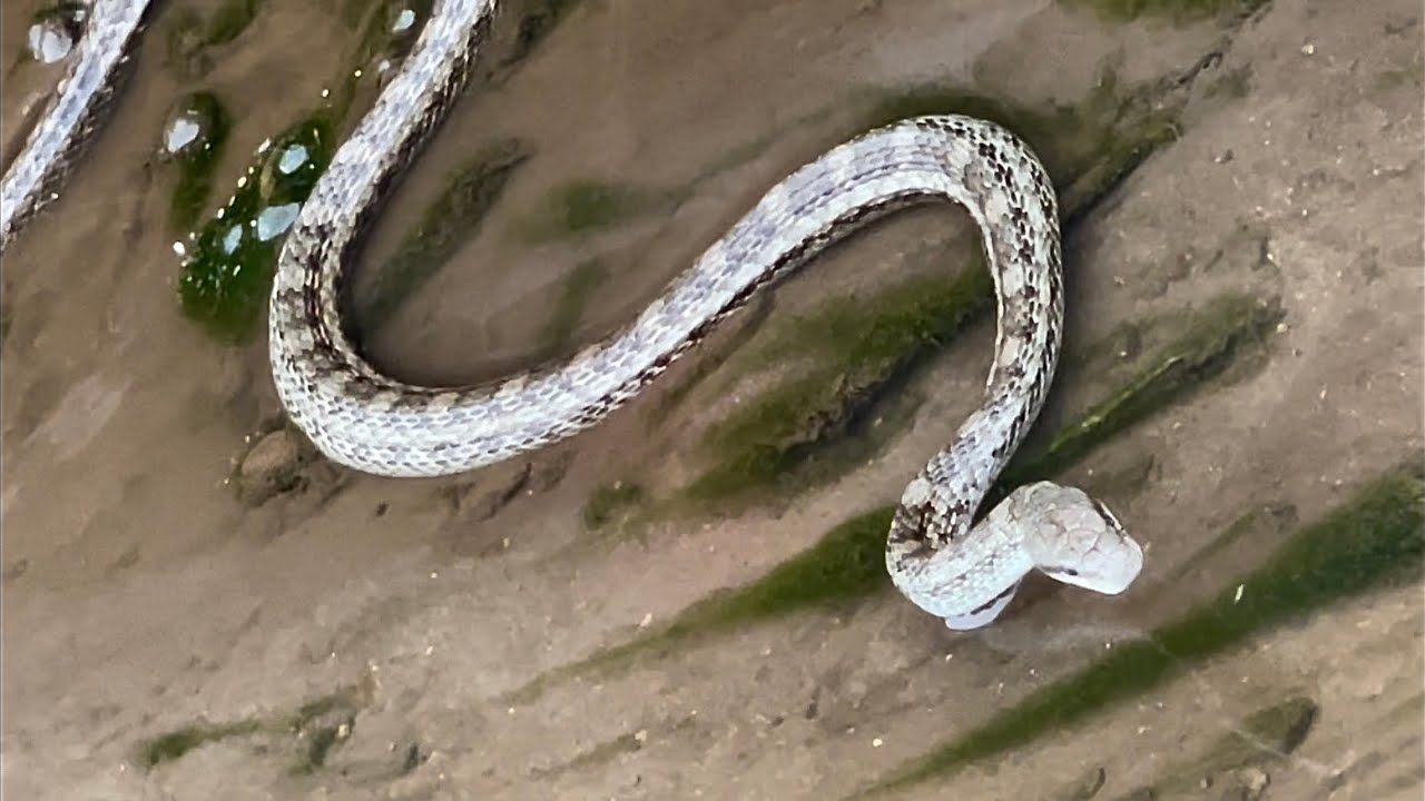 🍏📌🔸☻ 2025年10月30日 crab & snake ,serpente,स्नेक,蛇,งู,Serpent - YouTube