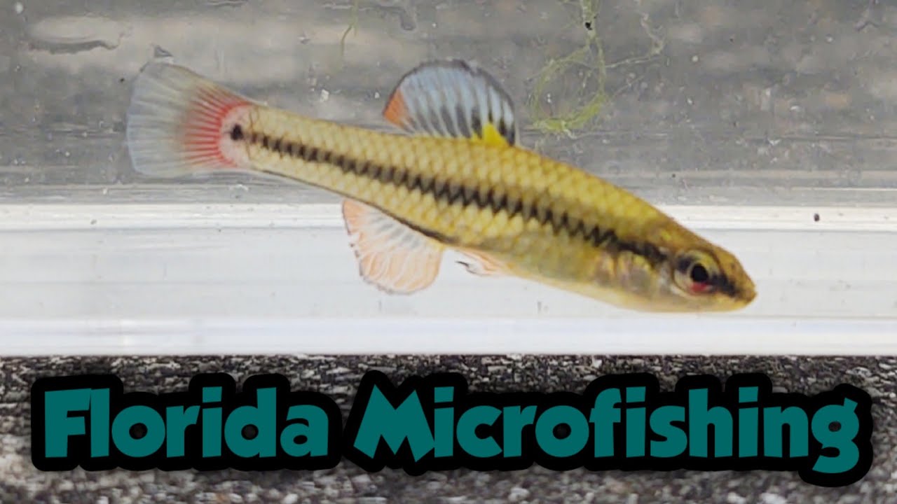 Marsh Killifish