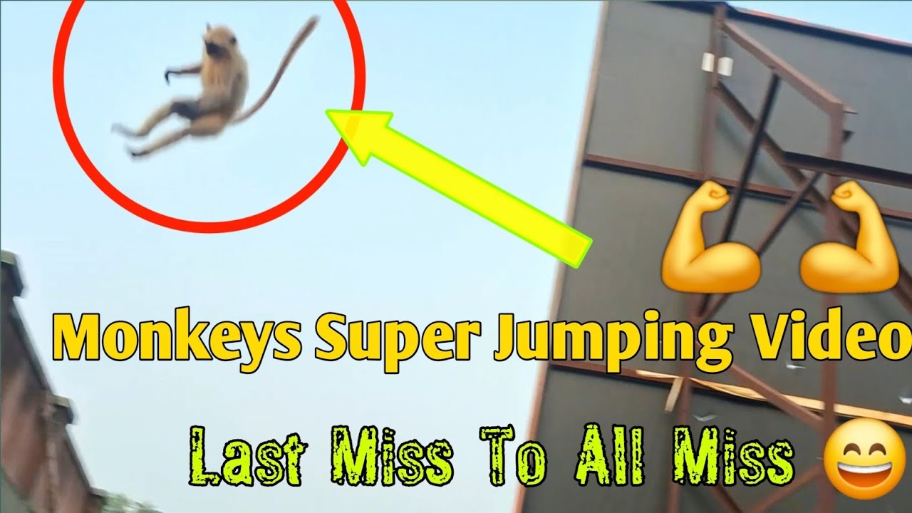Monkeys Super Jumping Video 📹 || Last Miss To All Miss 😄 - YouTube