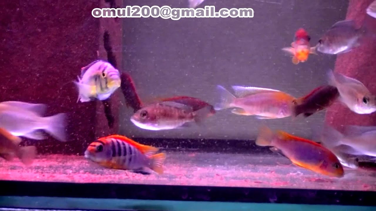 Labidochromis Hongi Super Red Lithuania 5cm - YouTube
