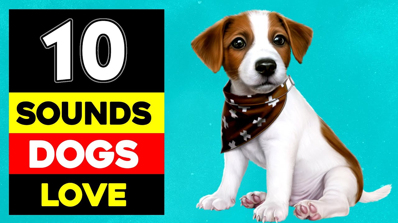10 Sounds Dogs Love To Hear The Most [GUARANTEED] - YouTube