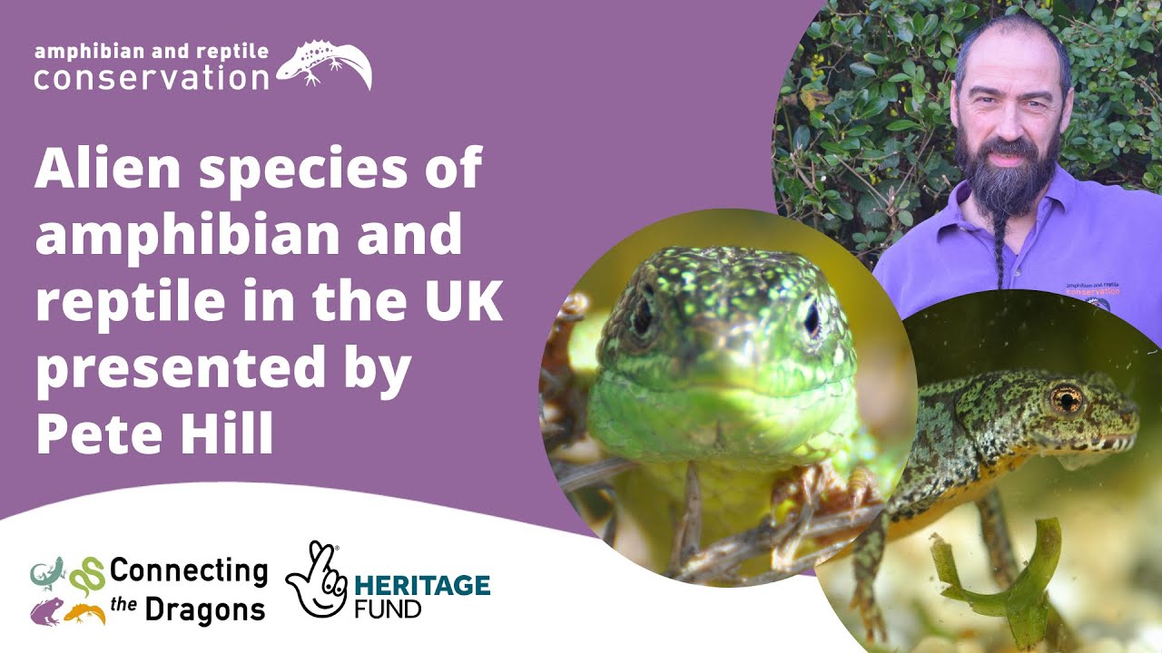 Alien species of amphibian and reptile in the UK presented by Pete Hill ...