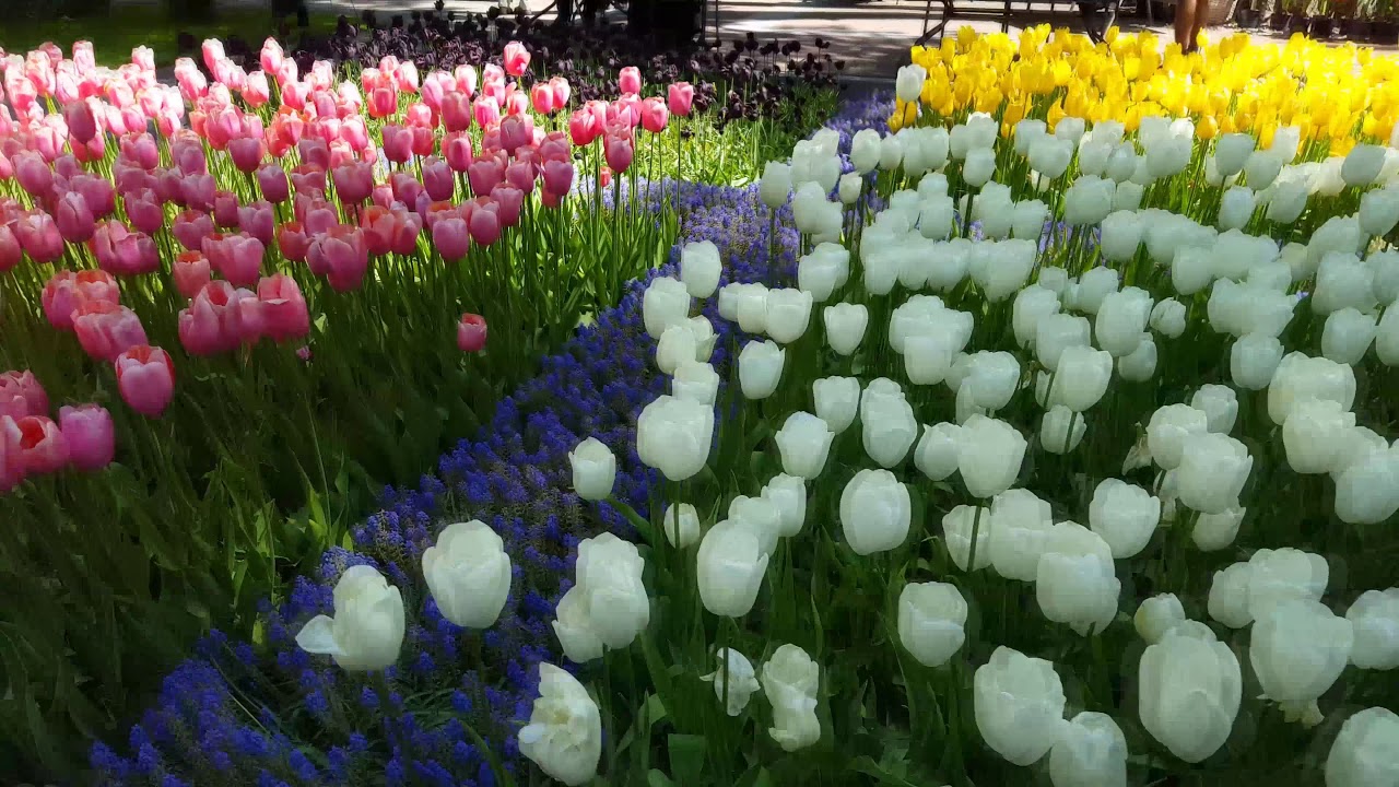 4K Garden for flowers - YouTube
