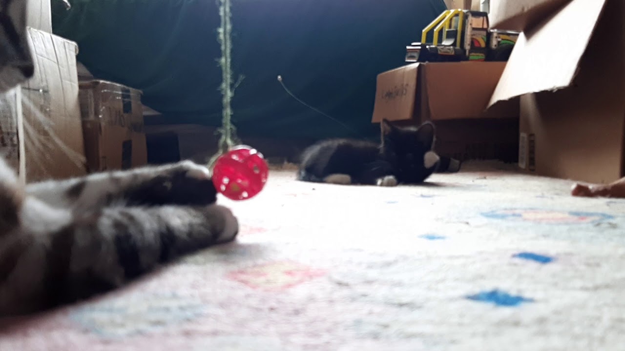 #Cats playing tether ball baby kitten and her uncle Yoti with their ...
