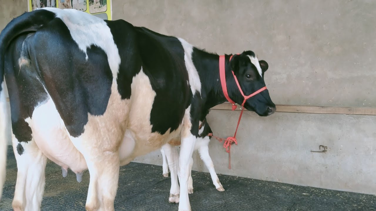 Pure HF Paloon vachi sale,23 kg Milk ready mob-94782-63916 and 62801 ...