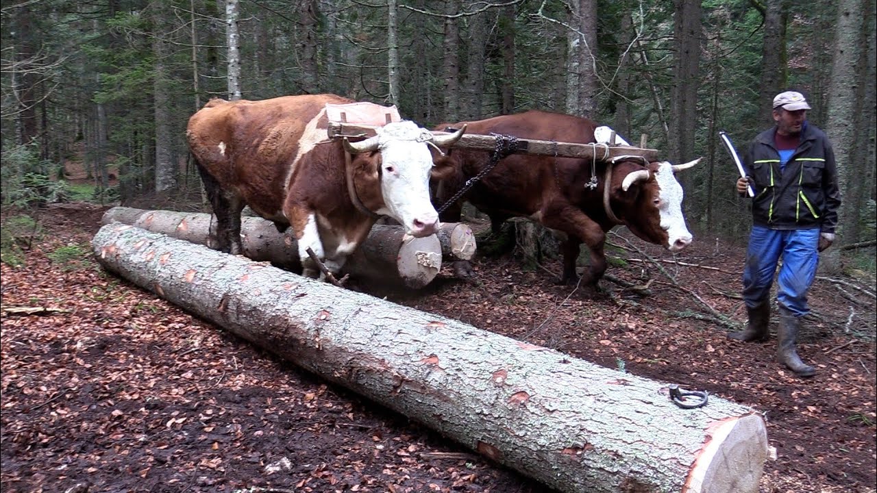 VOLOVI NEIZMJERENA SNAGA!!! - YouTube