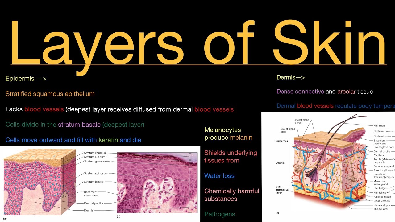 The Layers of Skin SIMPLIFIED | Anatomy - YouTube