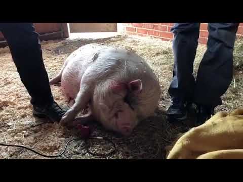 Recorte colmillos en un cerdo vietnamita - YouTube