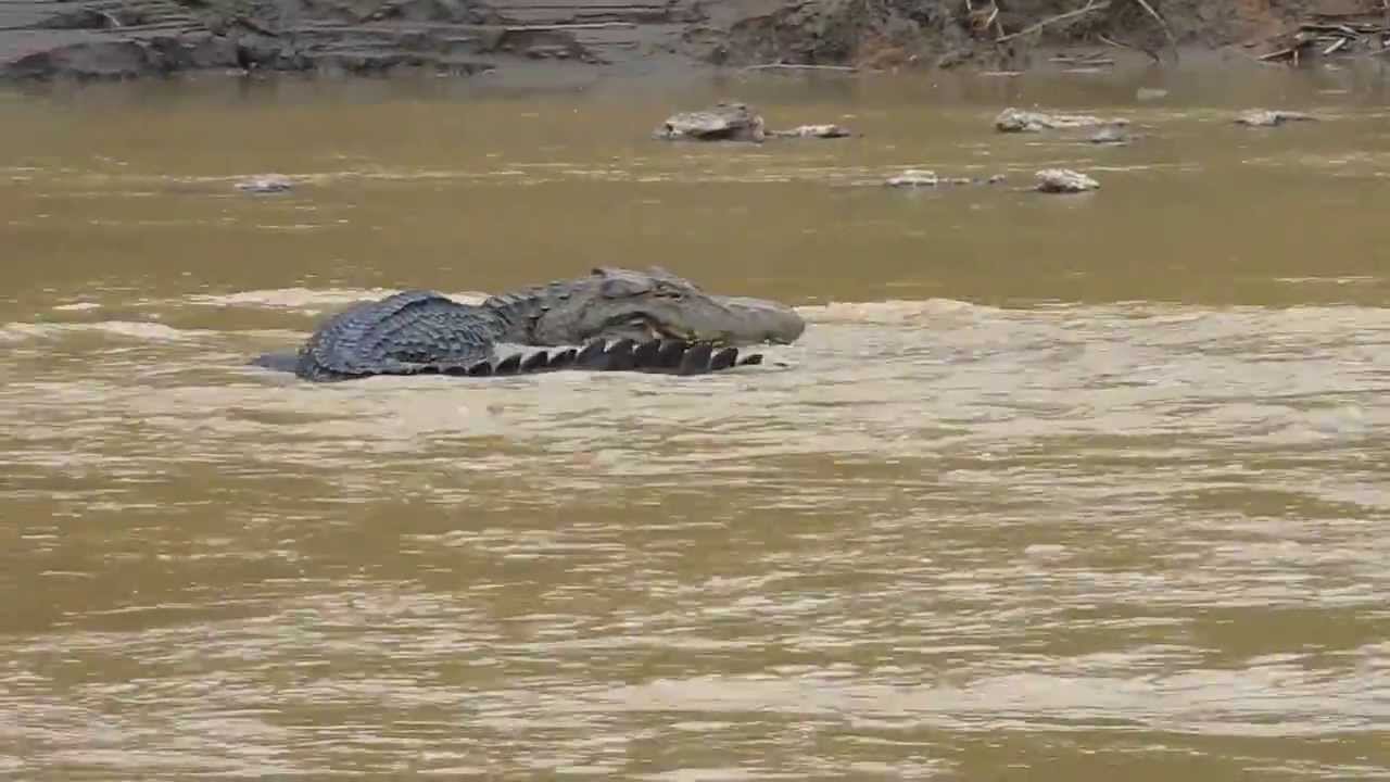 2013 Peru - Very Large Caiman! - YouTube