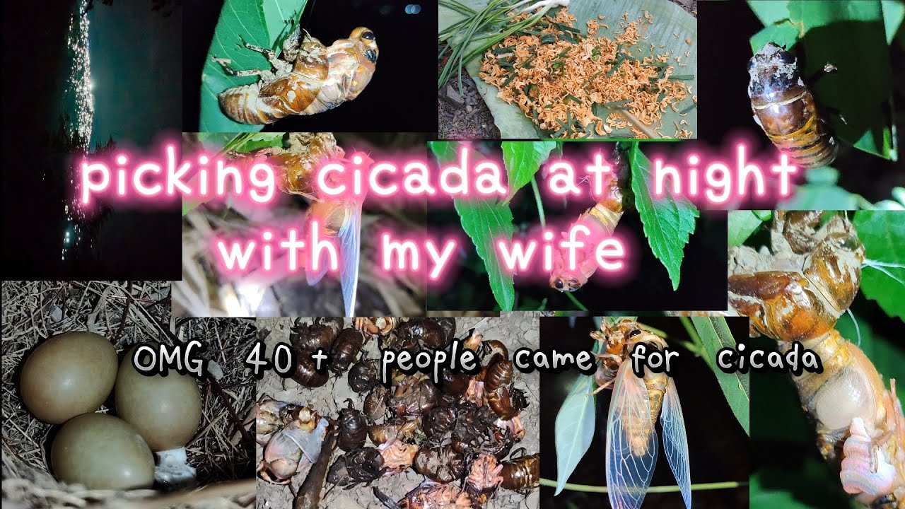 Amazing Idea To Pick Cicada At Night ( Subtitles ) - YouTube