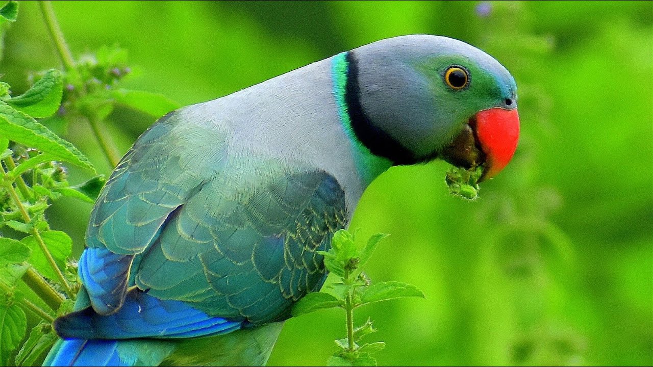 Ringneck Green Talking Parrot - YouTube