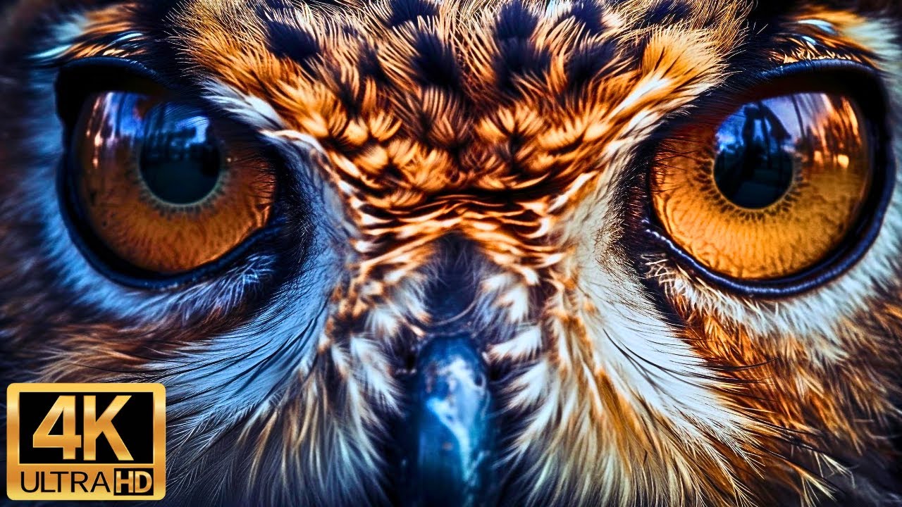 Wonderful Animals - 4K Ultra HD 60FPS - YouTube