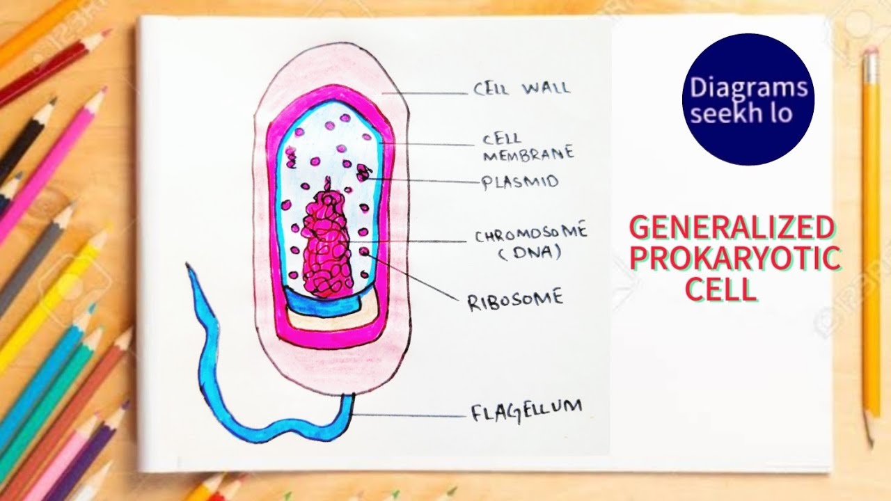 Prokaryotic cell diagram drawing CBSE | Prokaryotic cell class 9 easy ...