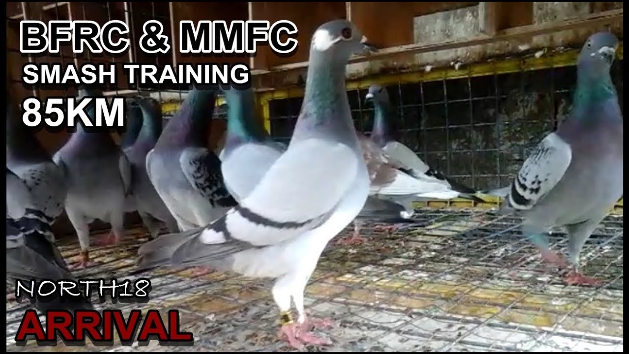 BFRC AND MMFC SMASH TRAINING 85 AND 93 KM NORTH 18 RACING PIGEON - YouTube