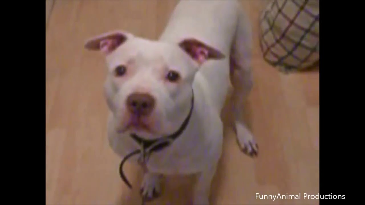 Funny Animal Farts Compilation - YouTube