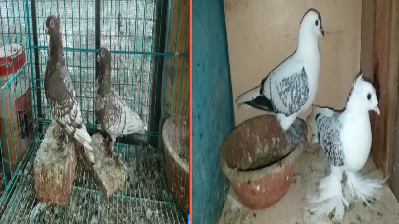 Chinese owl fancy pigeons most Beautiful show - YouTube