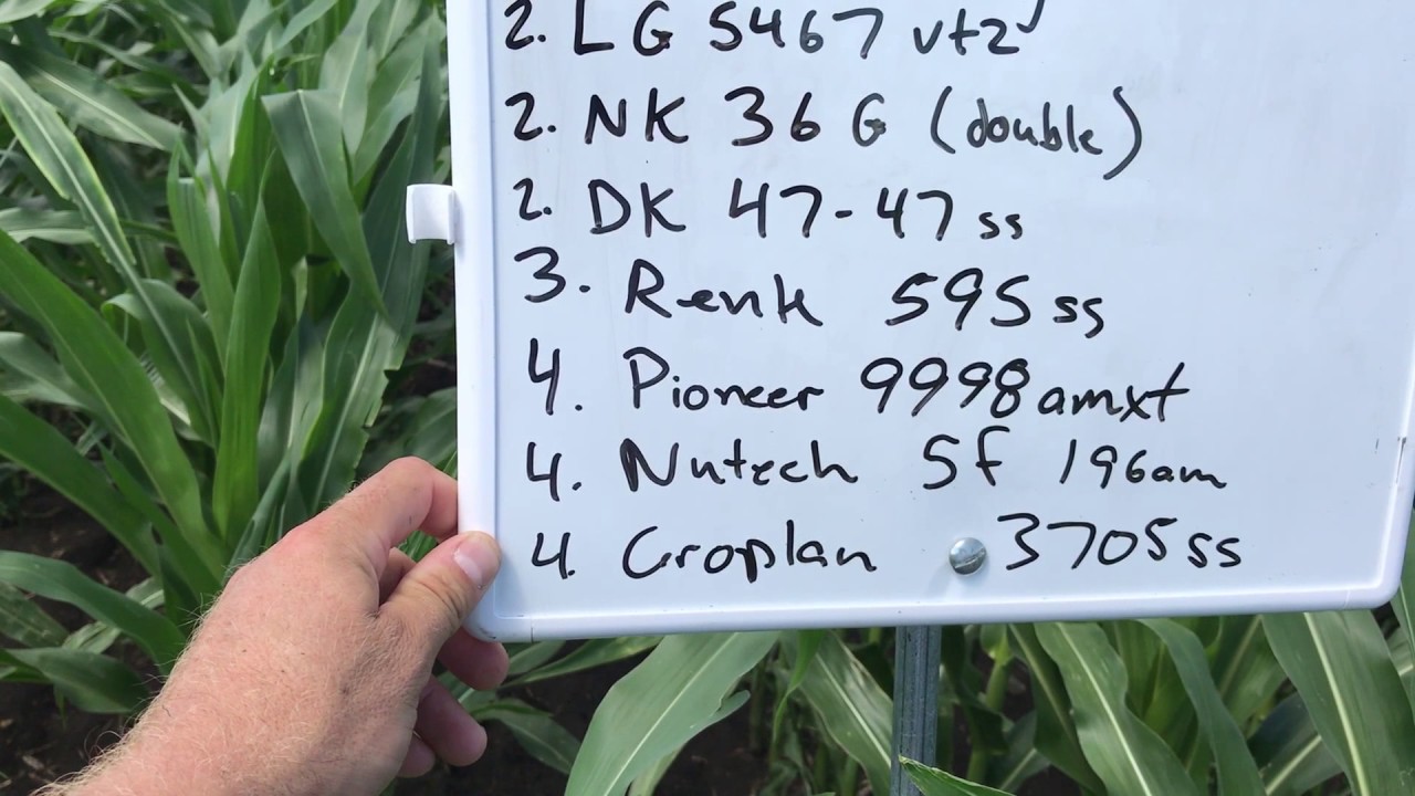 2017 MN corn plot July 5 - YouTube