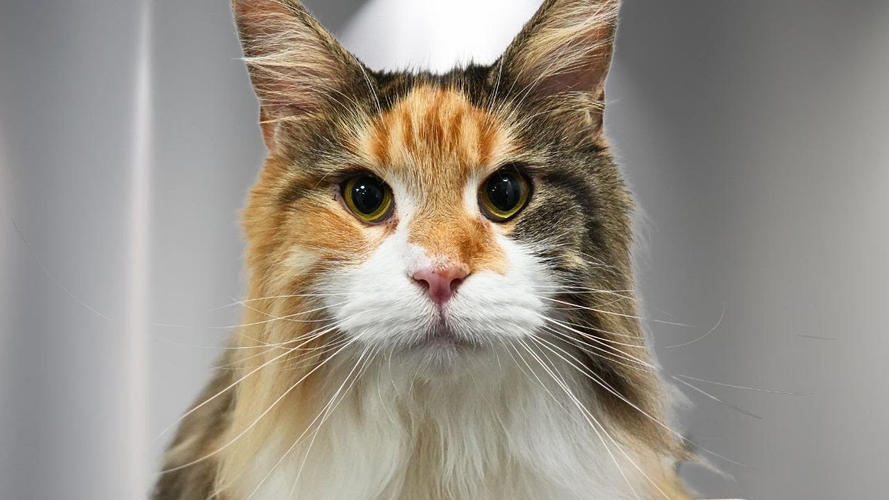 This Aggressive Calico Maine Coon Needed Sedation...But Then Surprised ...