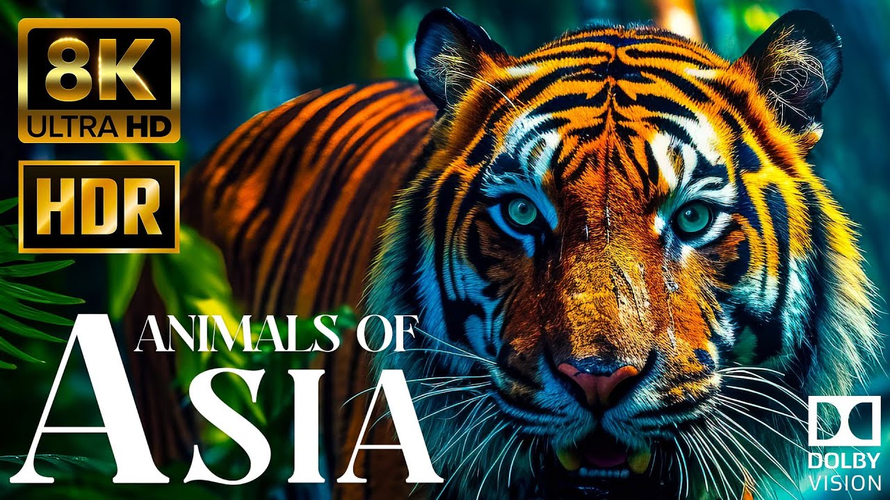 Wildlife of Animal Asia 4K - Amazing Scenes of Asia Wildlife With ...
