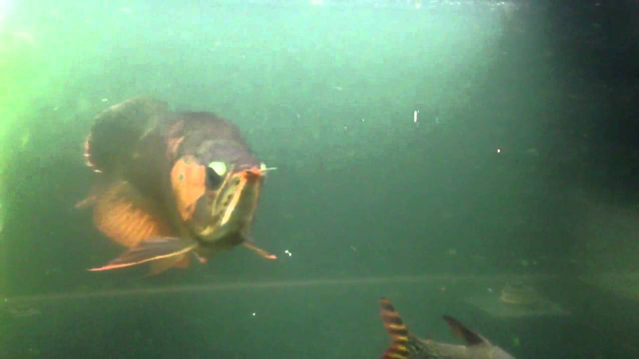 Fa fu Long - YouTube