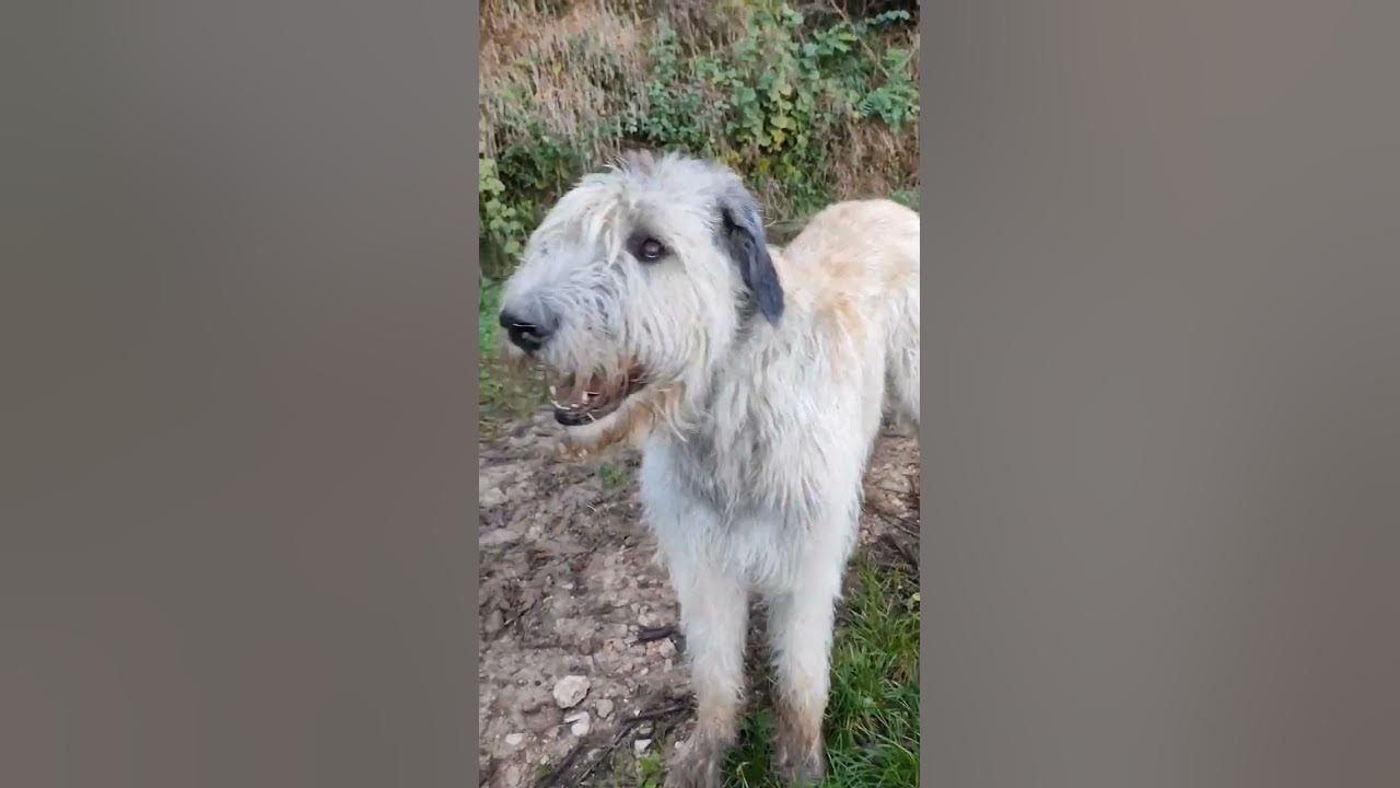 Irish Wolfhound - YouTube