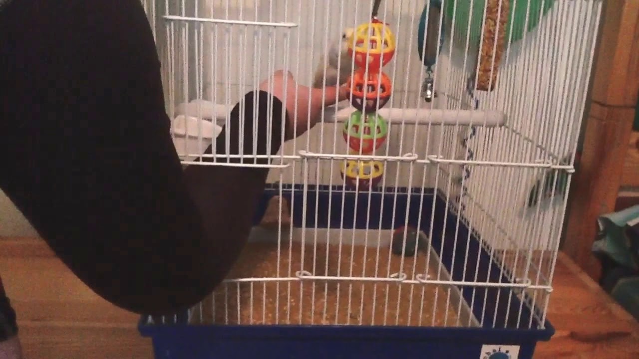 How to train your Budgie! - YouTube