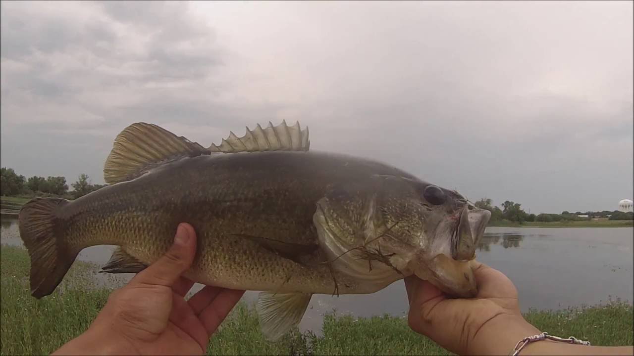 Fishing With Senkos-These Bass Have Sharp Teeth - YouTube