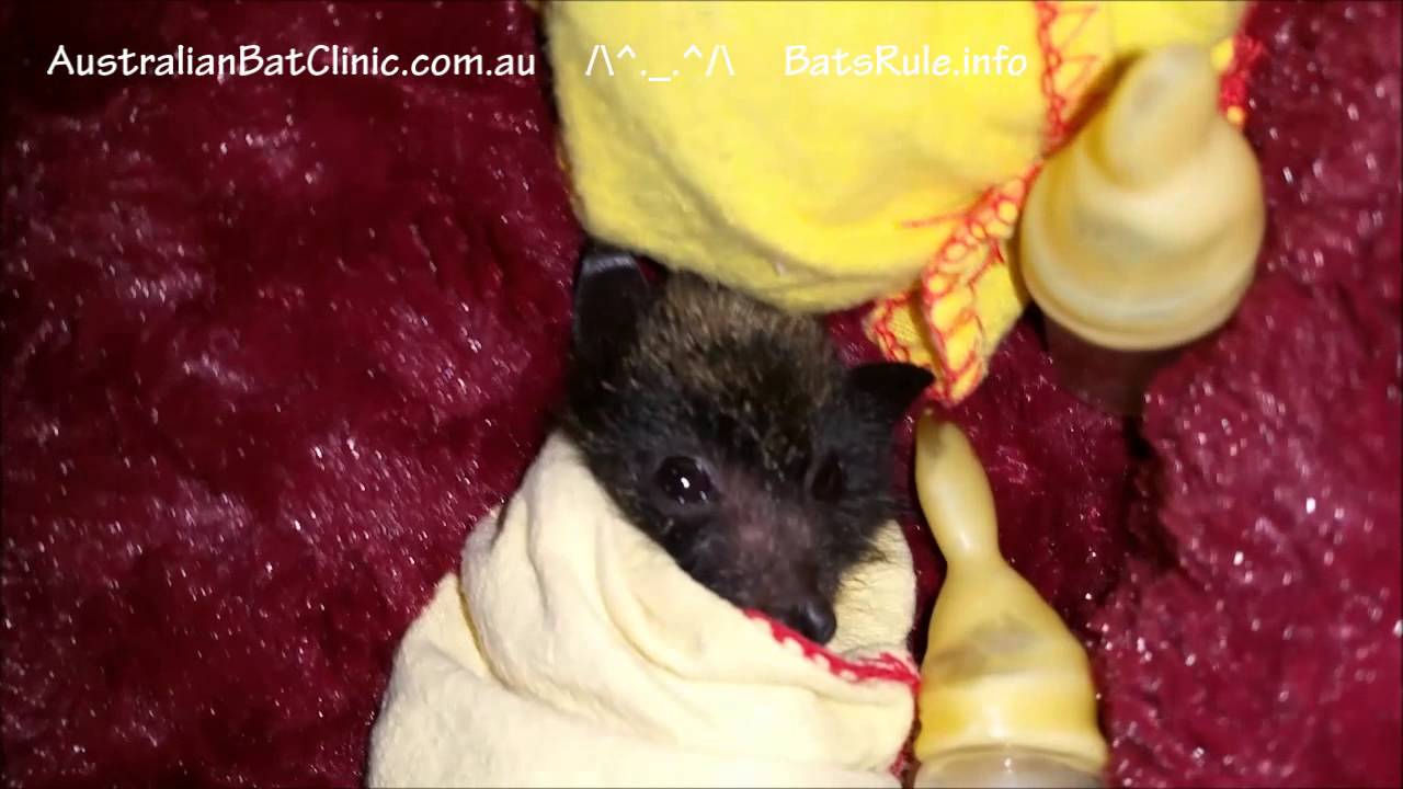 Megabat flying-fox heat wave event 11/2014 rehab at Australian Bat ...
