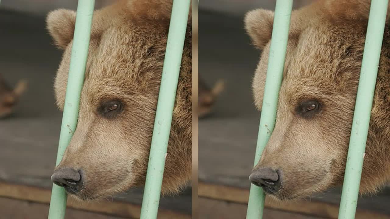 Bear serving a life sentence in human prison alongside 730 dangerous ...
