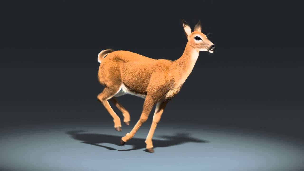 Doe Run Cycle animation - YouTube