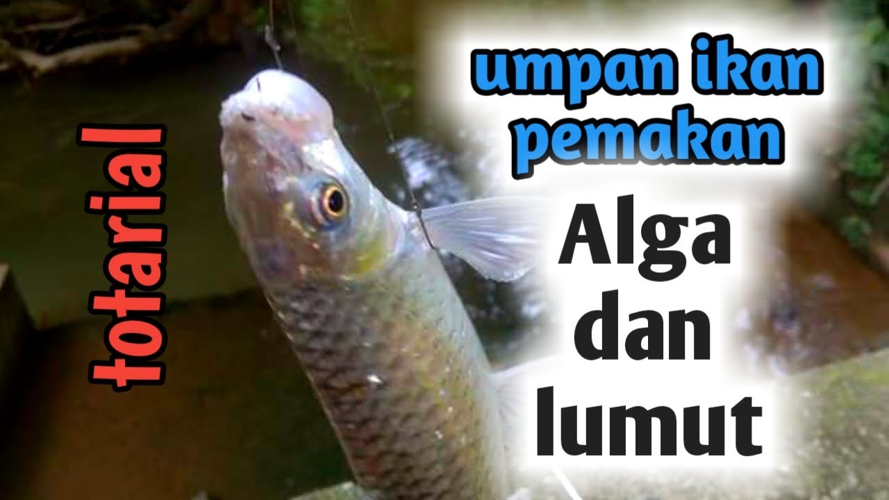 pancing 👉 totarial umpan ikan selimang batu (peridong) - YouTube