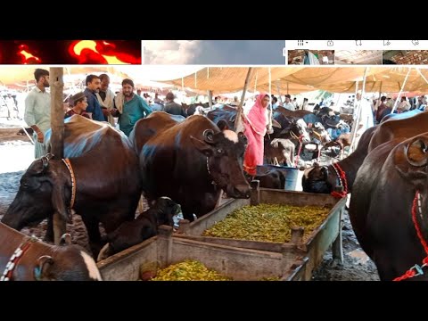 Bafalo video in Panjabi TopClass gujarat  Buffalo Mandi Pakistan/mama panja vlogs