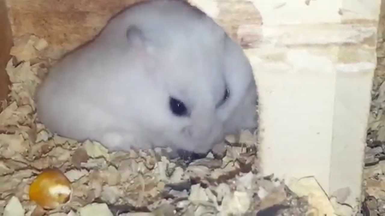 Labor Birth of Hamsters - YouTube