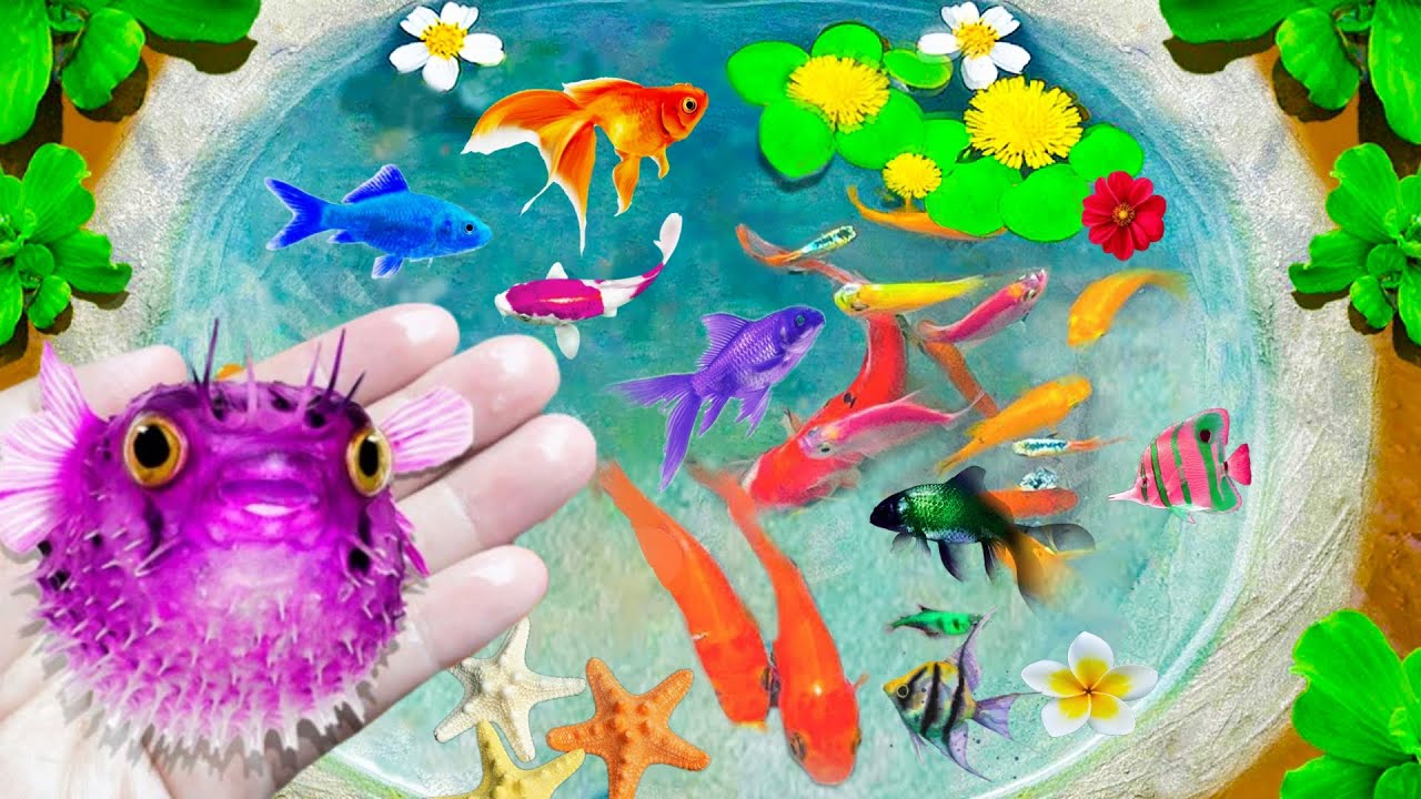 Amazing Catching Goldfish, Koi Fish, Cherry Barb, Guppies, Zebra Fish ...