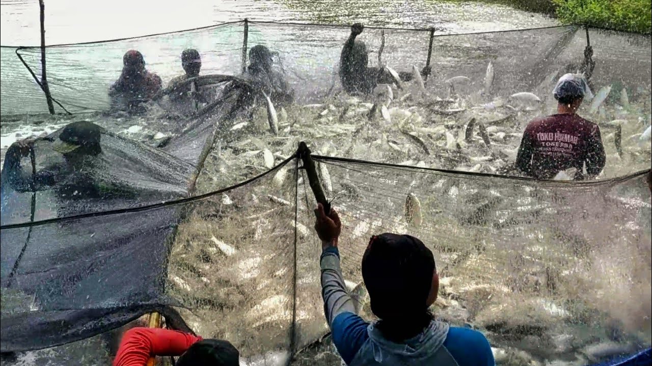 Panen ikan Bandeng | bandeng ngamuk - YouTube