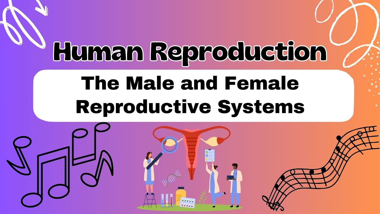 Science Year 6 | The Male and Female Reproductive Systems Song - YouTube