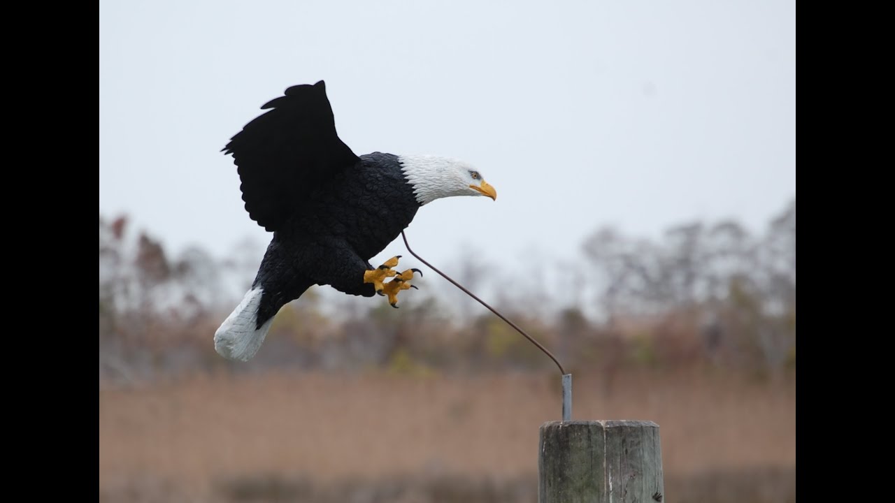 Eagle Bouncing Rod Setup - YouTube
