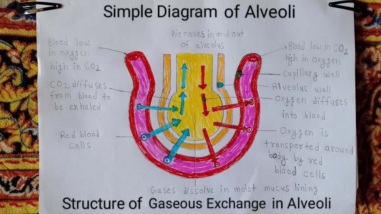 How to draw gaseous exchange in alveoli //Simple diagram of alveoli ...