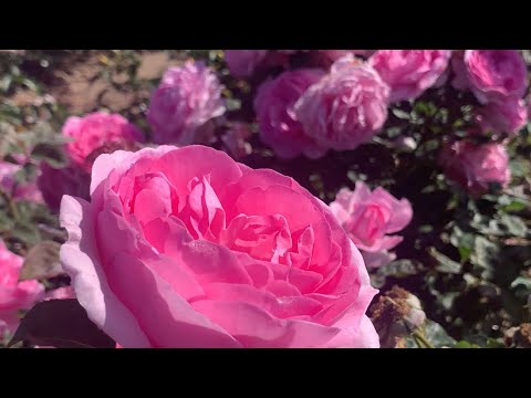 A Visit to Eastcroft Roses | The sales field | Rose Garden Tour | July ...