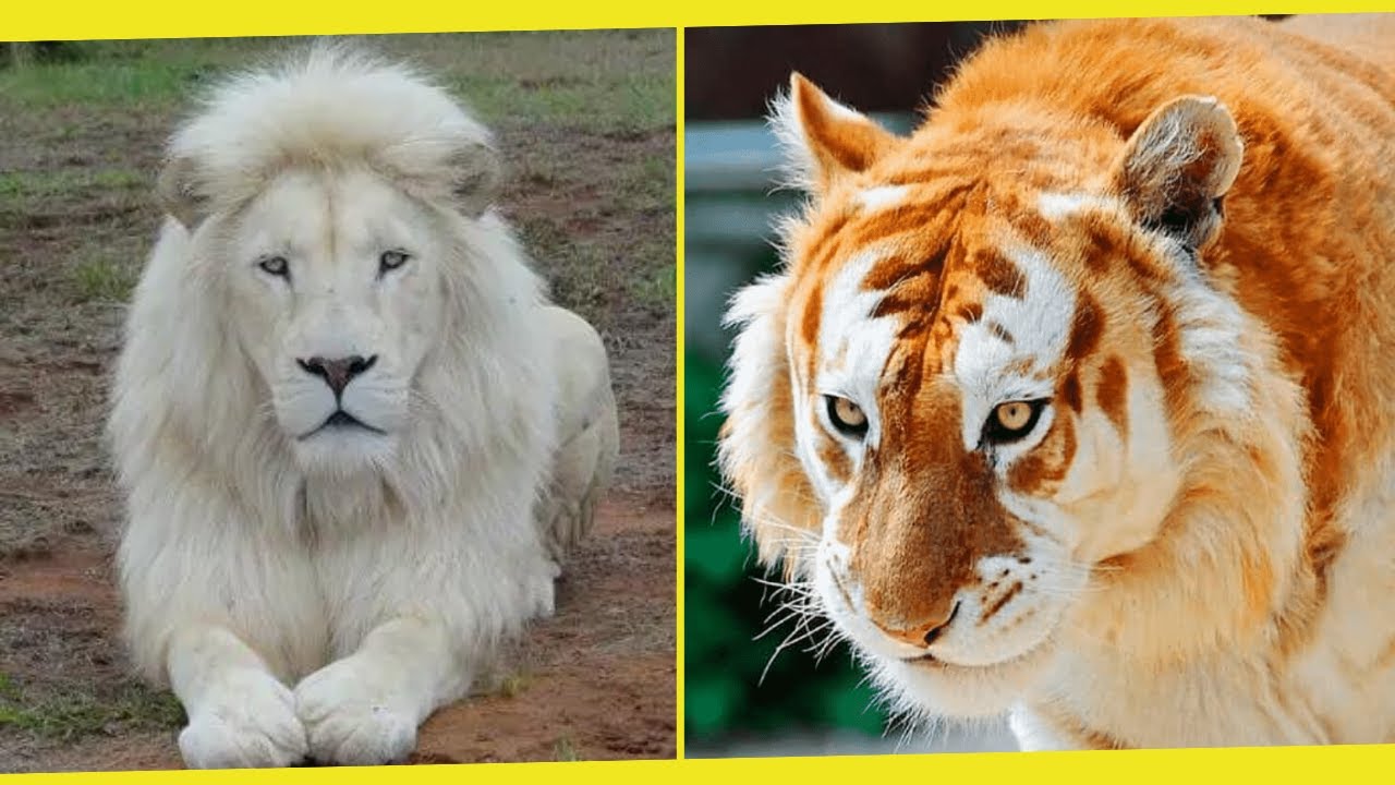 10 Animais Raros e Lindos Que Estão a Beira Da Extinção - YouTube