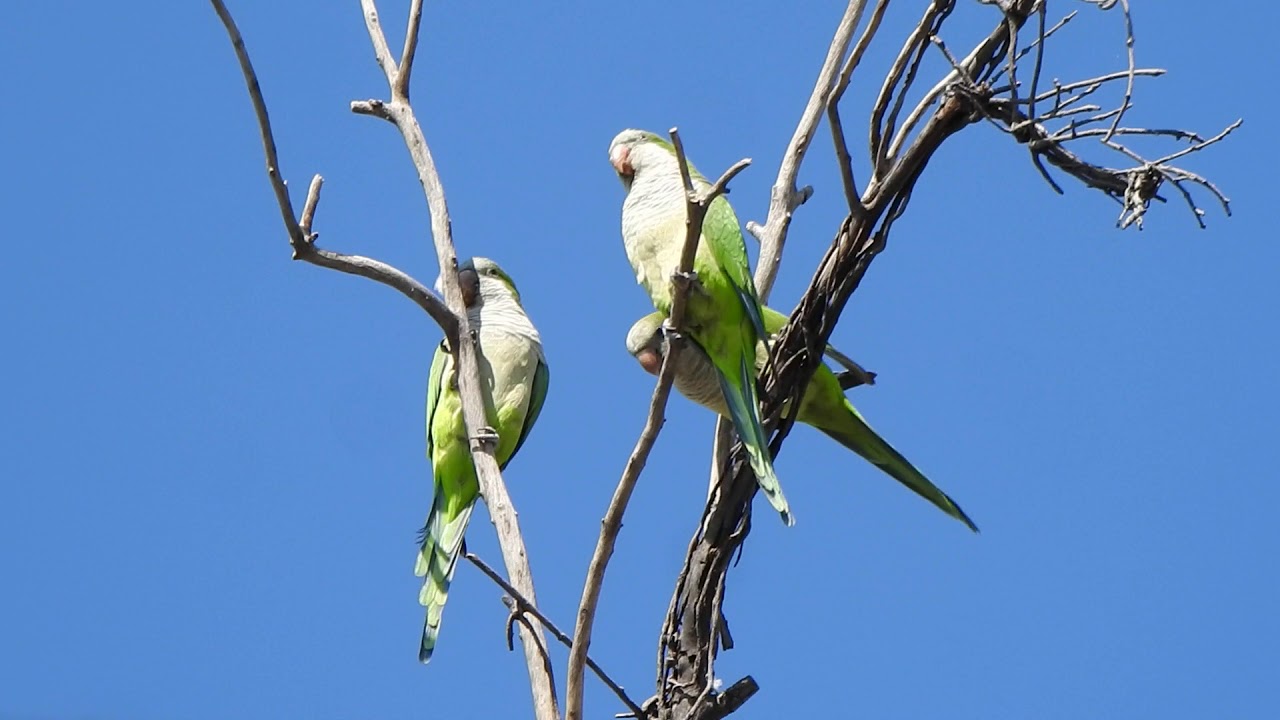 Perico Monje Argentino (Myiopsitta monachus) - YouTube
