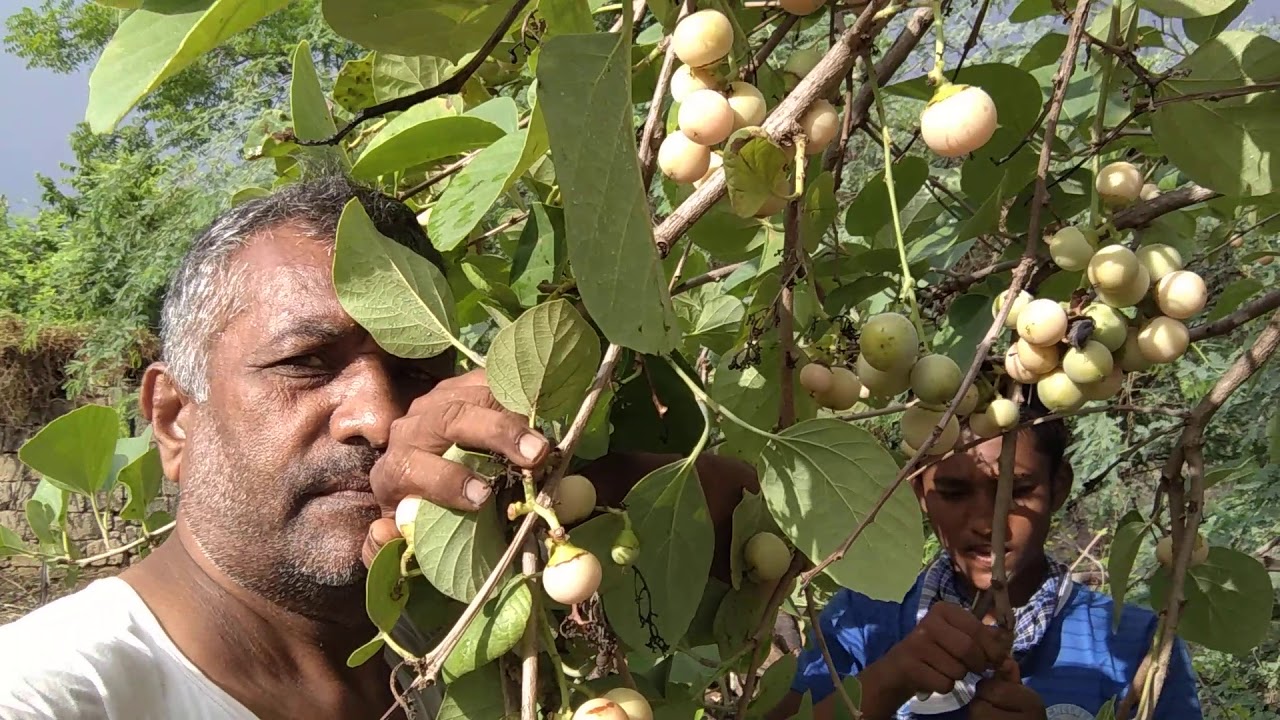 Gunda farming 9825747666 - YouTube