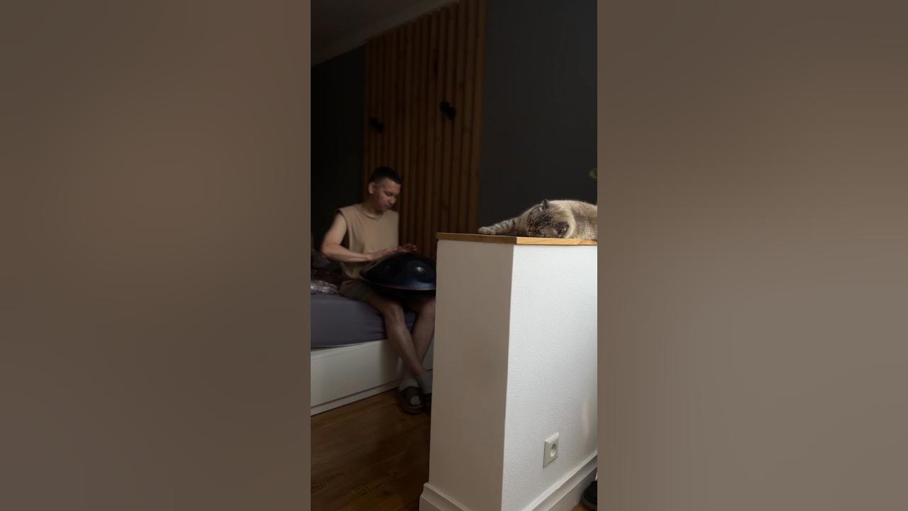 Ханг и кот 🍪🐱 #ханг #хендпан #хангдрам #музыкадлядуши #вайб - YouTube