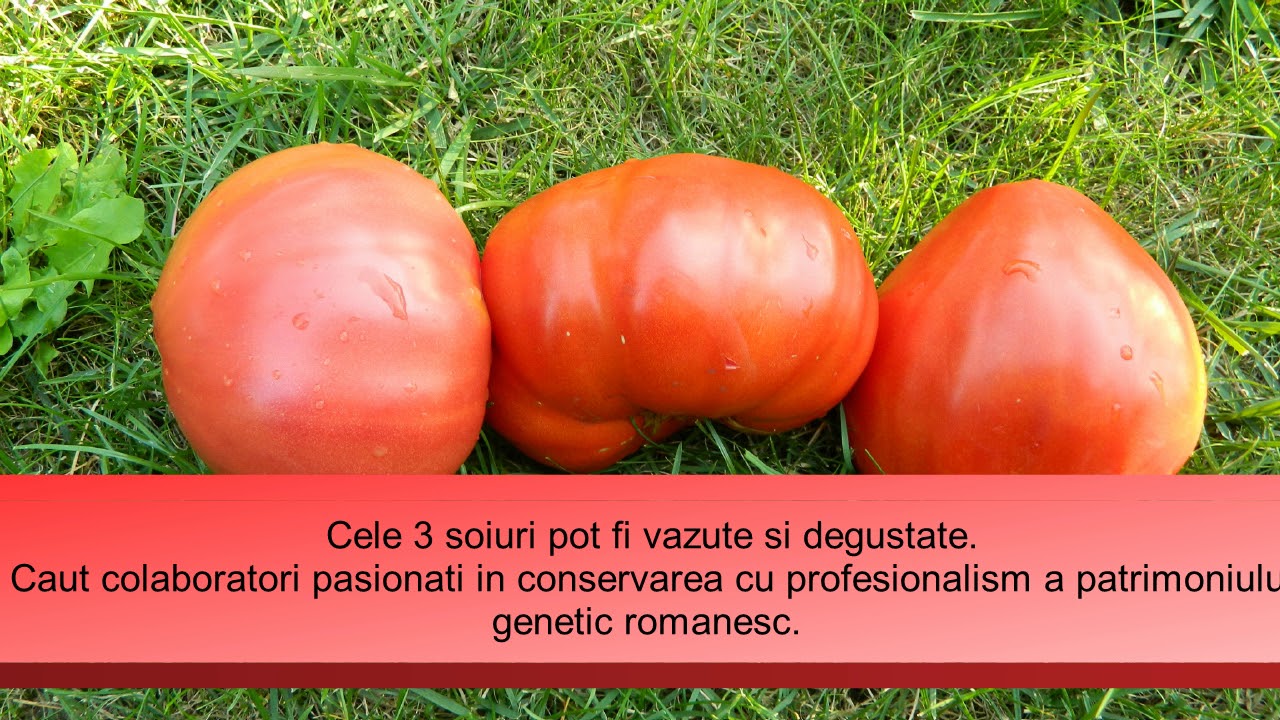 Rosiile romanesti renascute - YouTube