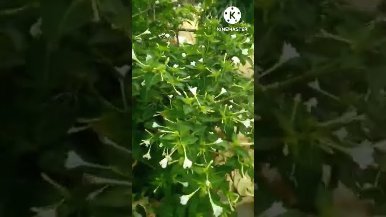 Sandhya malati flower plant 4 o clock full Blooming - YouTube