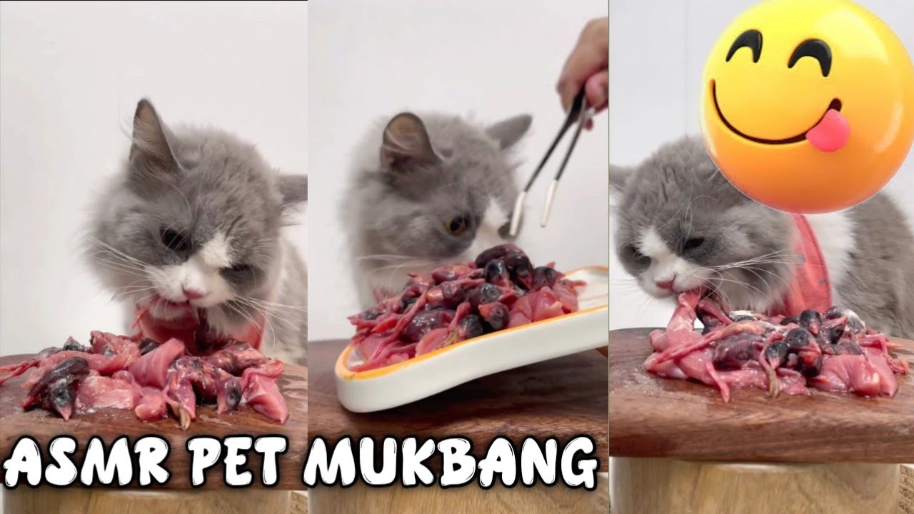 ASMR CAT MUKBANG | Raw duck meat with quail - YouTube