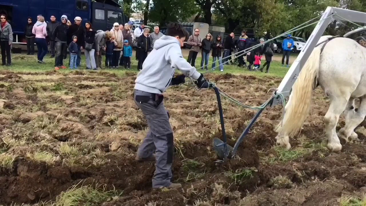Moi quand je travaille # 4 ( Laboure et Dequavaionnage avec le cheval ...